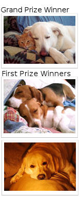 Get a Free Pledge Fabric Sweeper For Your Shedder - PetsBlogs