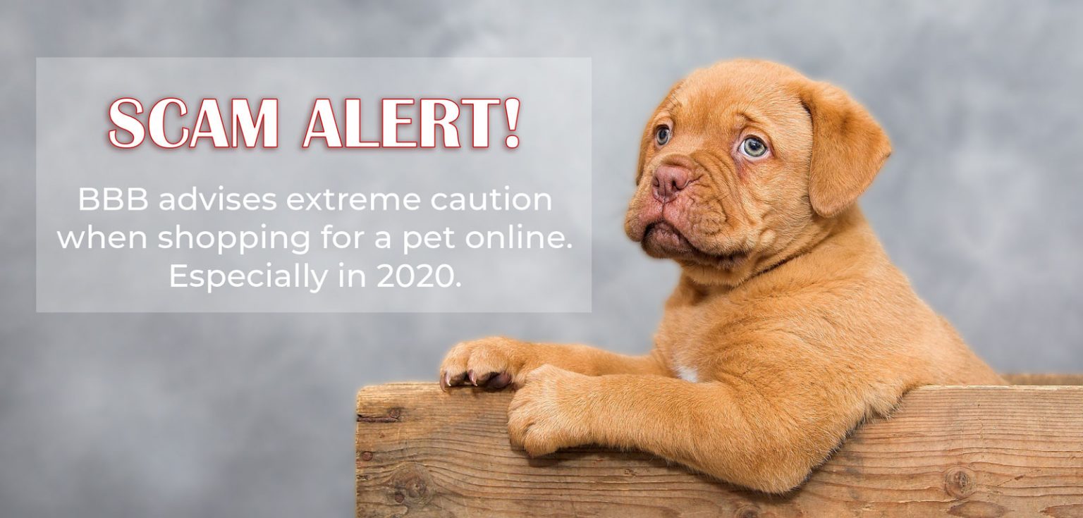 Online Puppy Scams Rising Sharply in 2020, BBB Warns! - PetsBlogs