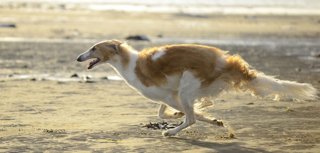 The Most Difficult Dog Breeds To Raise