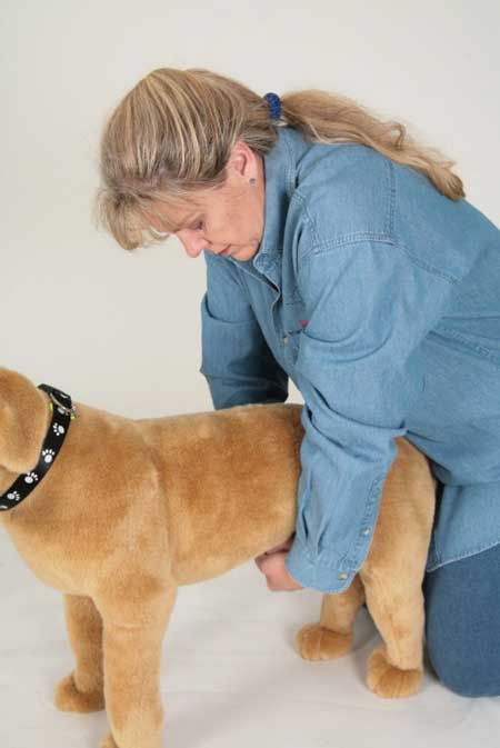 How to Help a Choking Dog - PetsBlogs