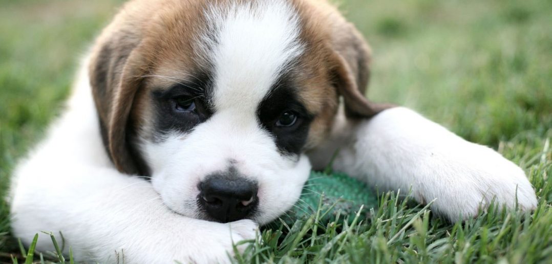 The Most Difficult Dog Breeds To Raise the-most-difficult-dog-breeds-to-raise
