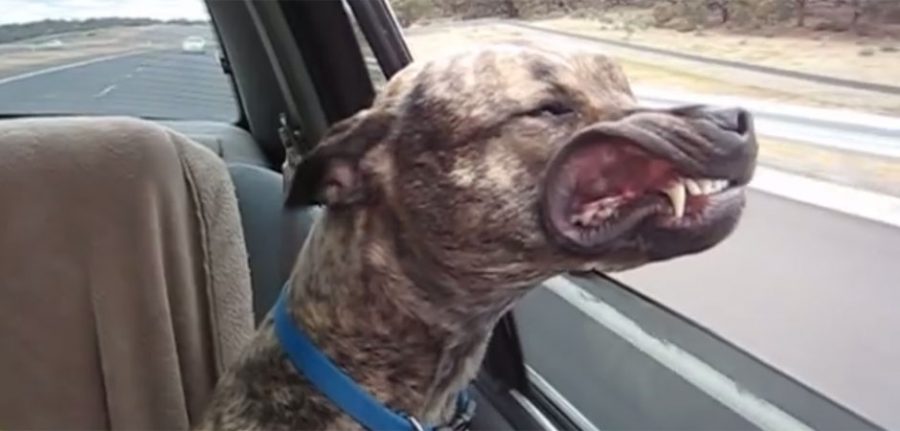 Dogs Riding in Cars - PetsBlogs