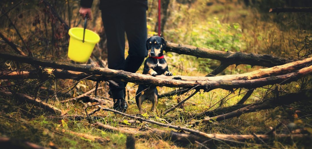 How to Protect Your Trees from Your Dog - PetsBlogs
