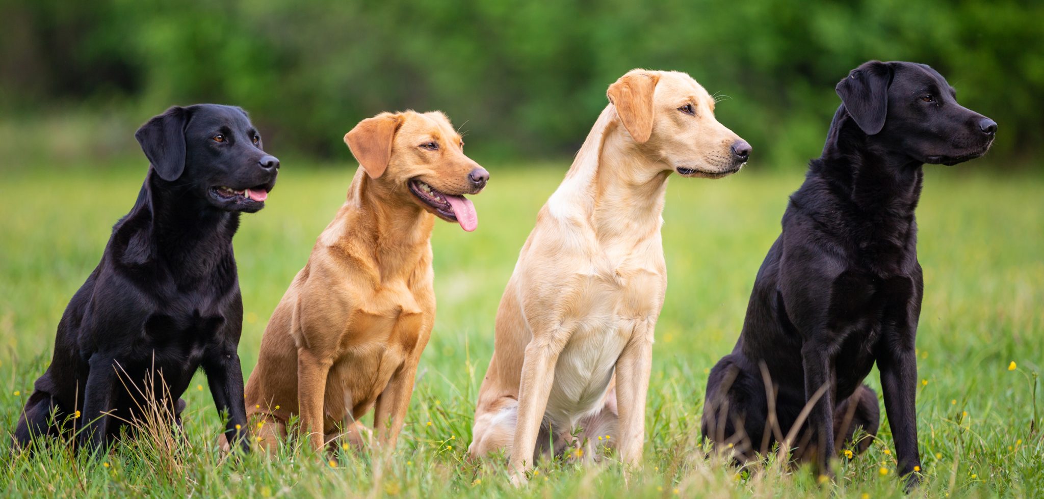 Is a Labrador Retriever the Right Dog For You? - PetsBlogs