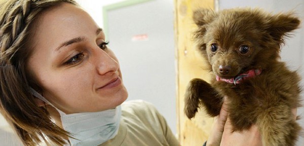 Help! My Dog Is Afraid Of The Vet - PetsBlogs