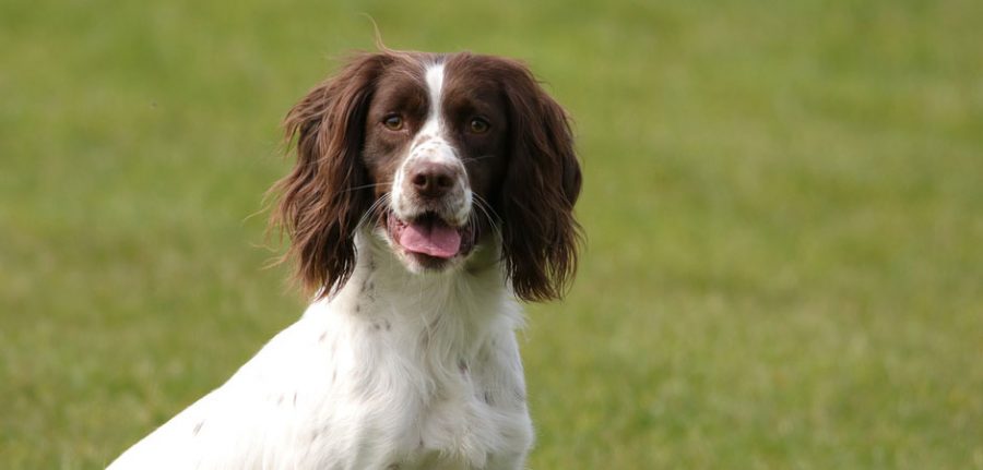 The 6 Most Effective Police Dog Breeds - PetsBlogs